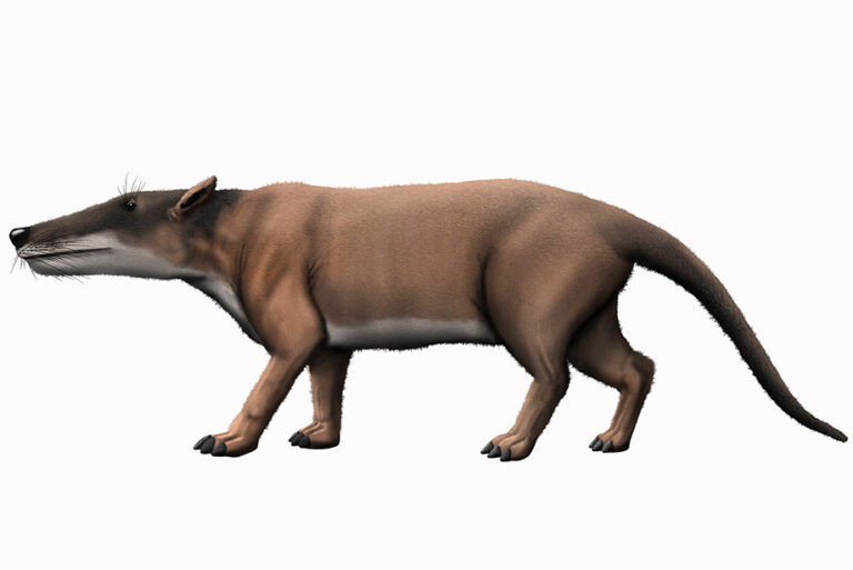 Estudo sugere que baleias primitivas andavam