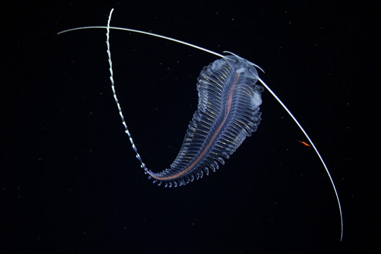 Pesquisadores encontram porco-do-mar em expedição no Chile