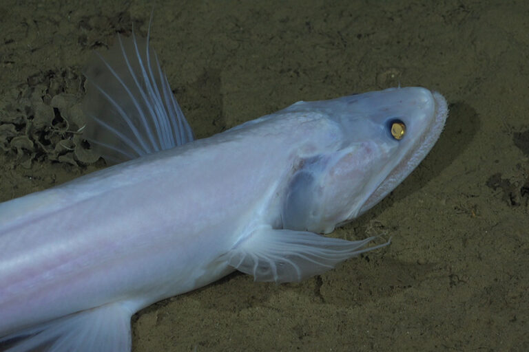 Pesquisadores encontram porco-do-mar em expedição no Chile