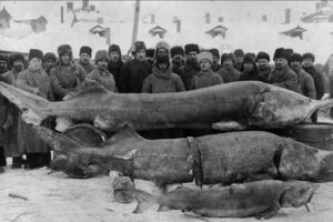 Conheça 5 dos maiores peixes do mundo