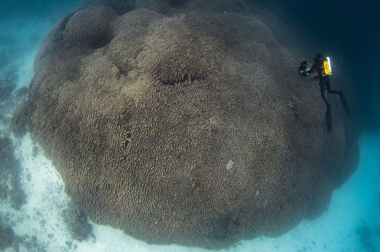 Maior coral do mundo com 300 anos de idade é encontrado