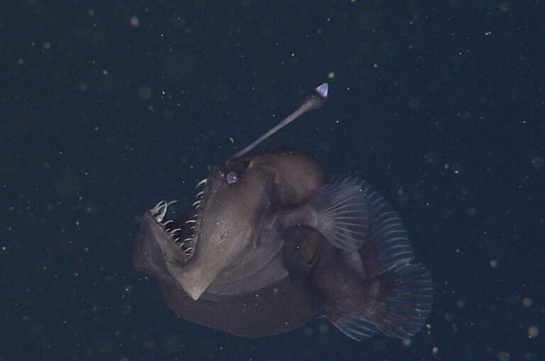 Peixe-diabo negro é avistado pela primeira vez em águas rasas