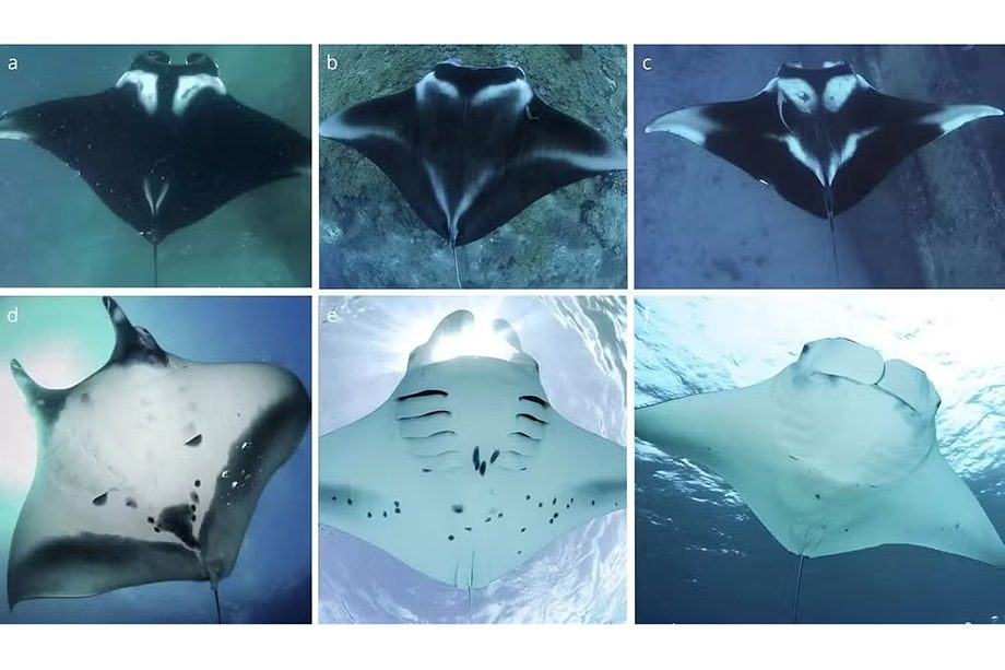 Nova espécie de raia-manta é descoberta no Brasil