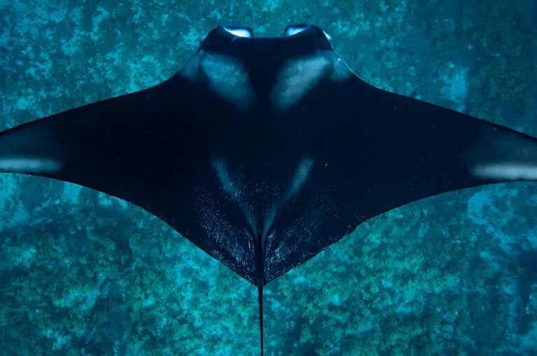 Nova espécie de raia-manta é descoberta no Brasil